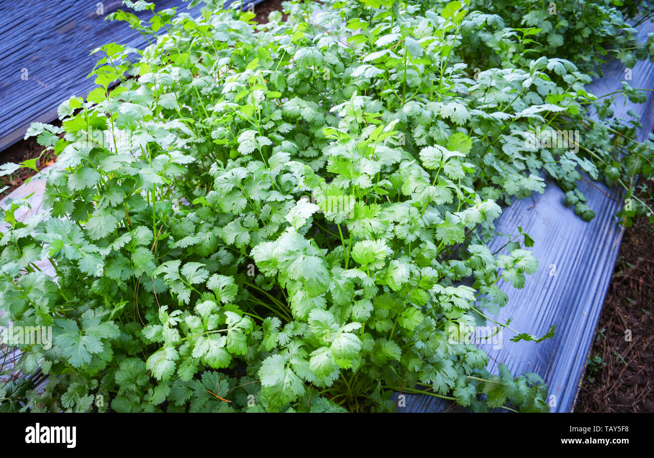 Coriander planting vegetable garden in the vegetable organic farm Stock ...
