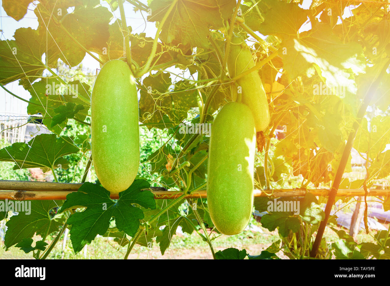 Calabash gourd vegetable - bottle gourd hanging on the vine plant ...