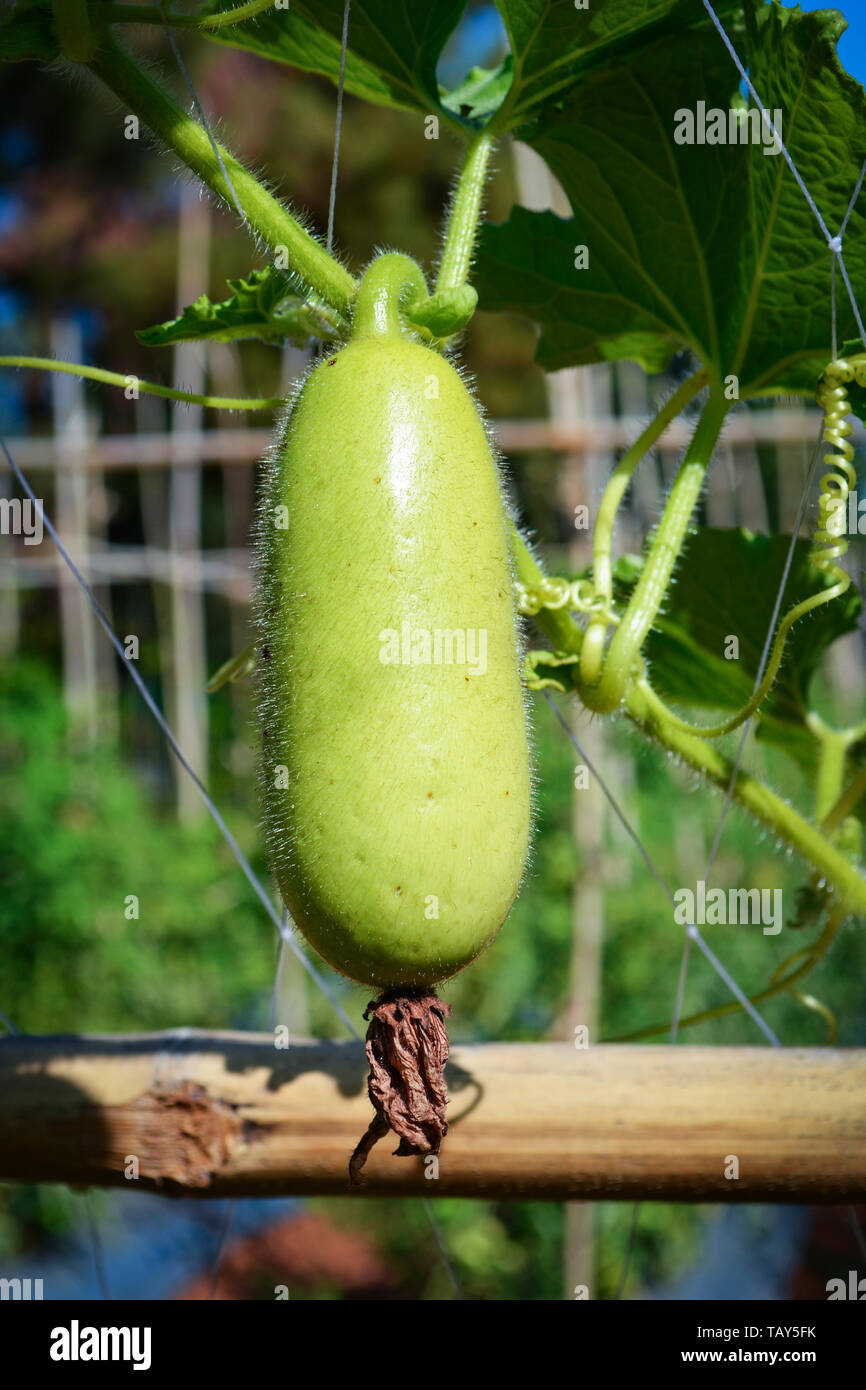 Calabash gourd vegetable - bottle gourd hanging on the vine plant ...