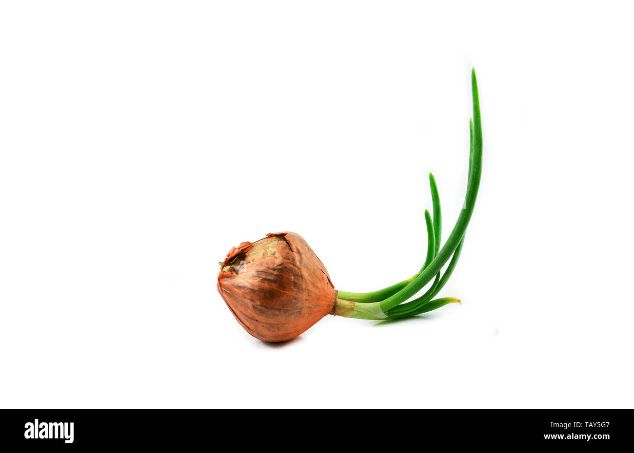 Green seedling spring onion or bud of shallot growing for planting ...