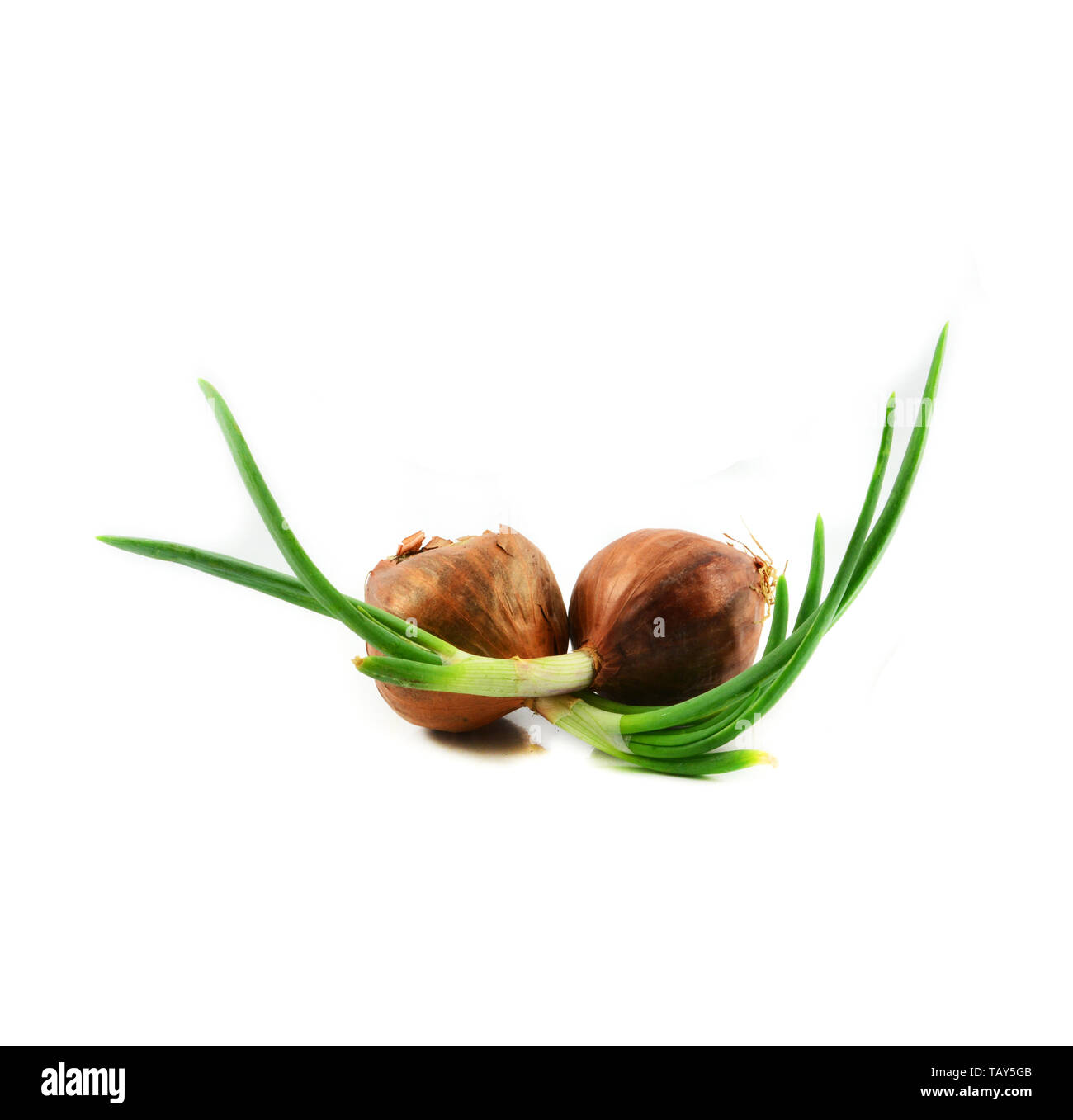 Green seedling spring onion or bud of shallot growing for planting ...