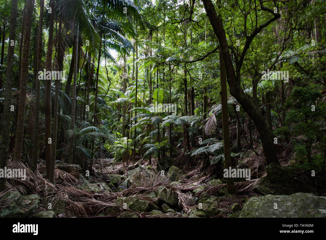 Beautiful landscape view of a forest with nice trees and hills, in a ...
