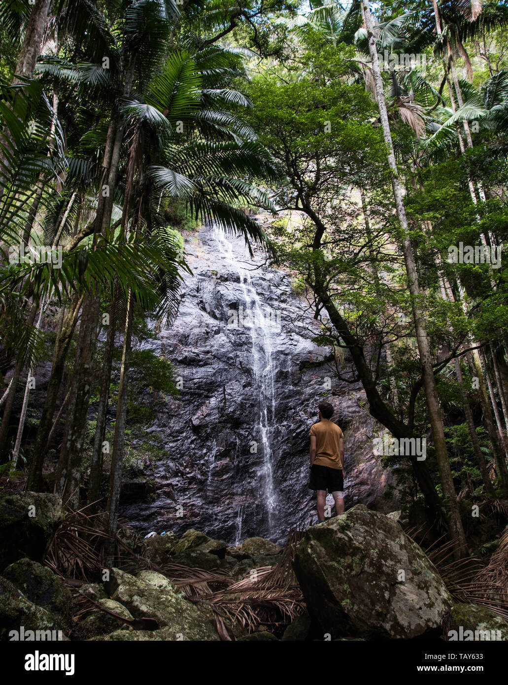 Beautiful landscape view of a forest with nice trees and waterfall ...