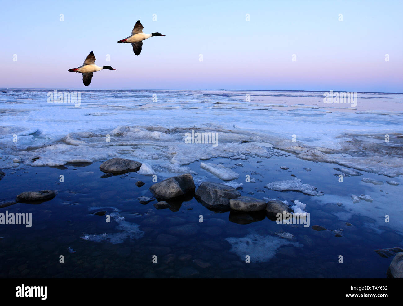 Merganser formation hi-res stock photography and images - Alamy