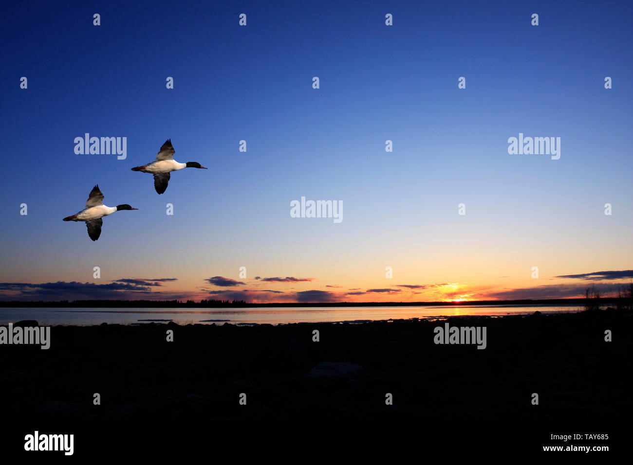 Common merganser during the migration in flight, in April. Evening and ...