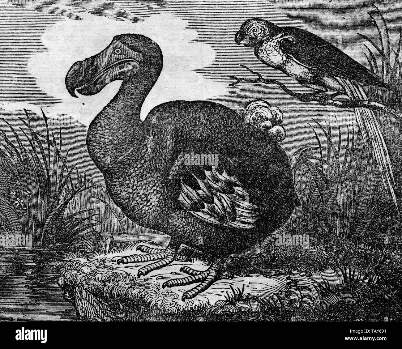 Raphus cucullatus extinct dodo bird Black and White Stock Photos ...