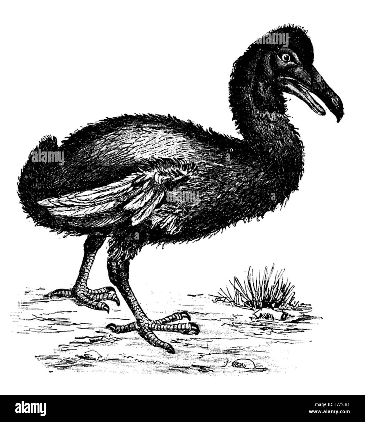 Dodo, Raphus cucullatus, (evolution history book, 1896 Stock Photo - Alamy