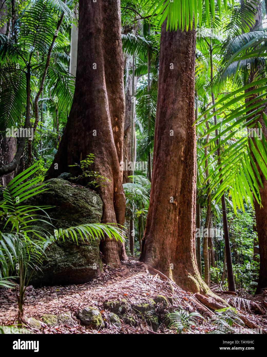 Forest tree trees landscape rain forest hi-res stock photography and ...