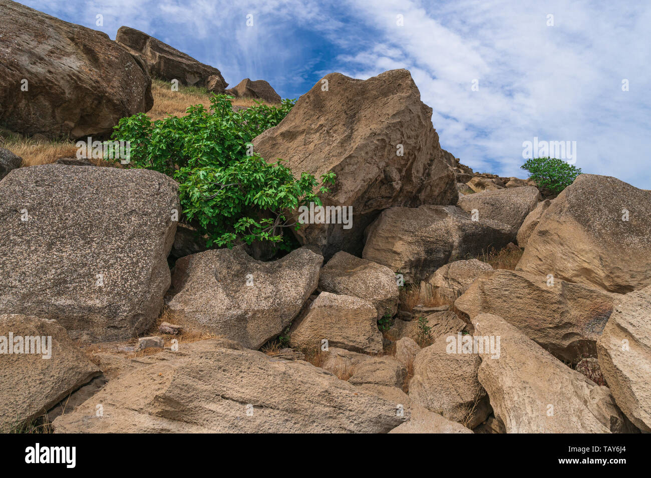 Green fig tree on old rocks fragments Stock Photo - Alamy