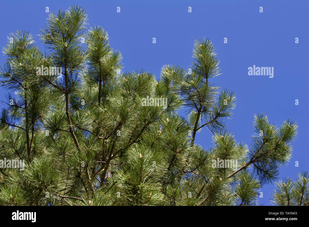Upward view of a black pine tree top with long green needles against a ...