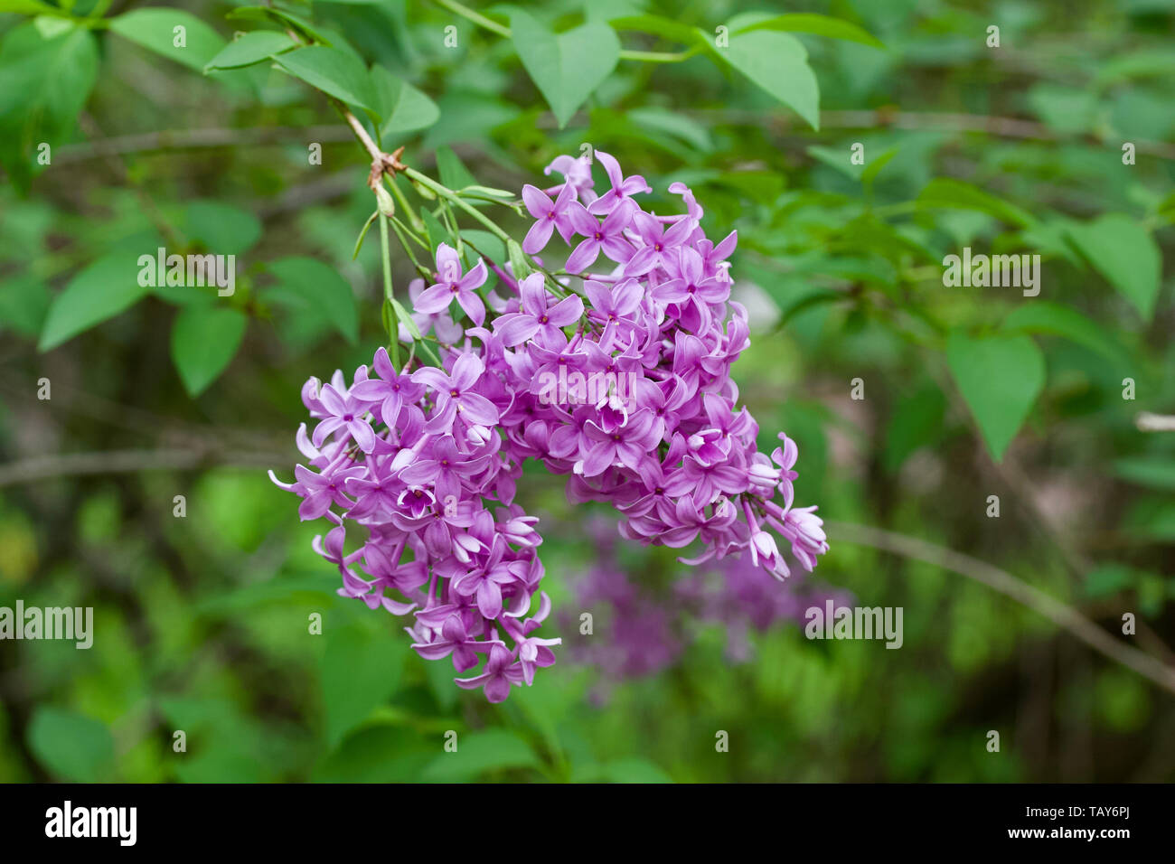 Beautiful lilac flowers blooming right before sunset or after sunrise ...