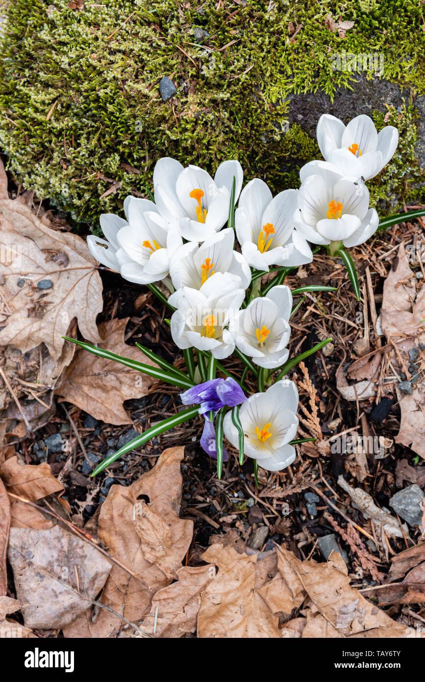 Spring blossoms crocus hi-res stock photography and images - Alamy