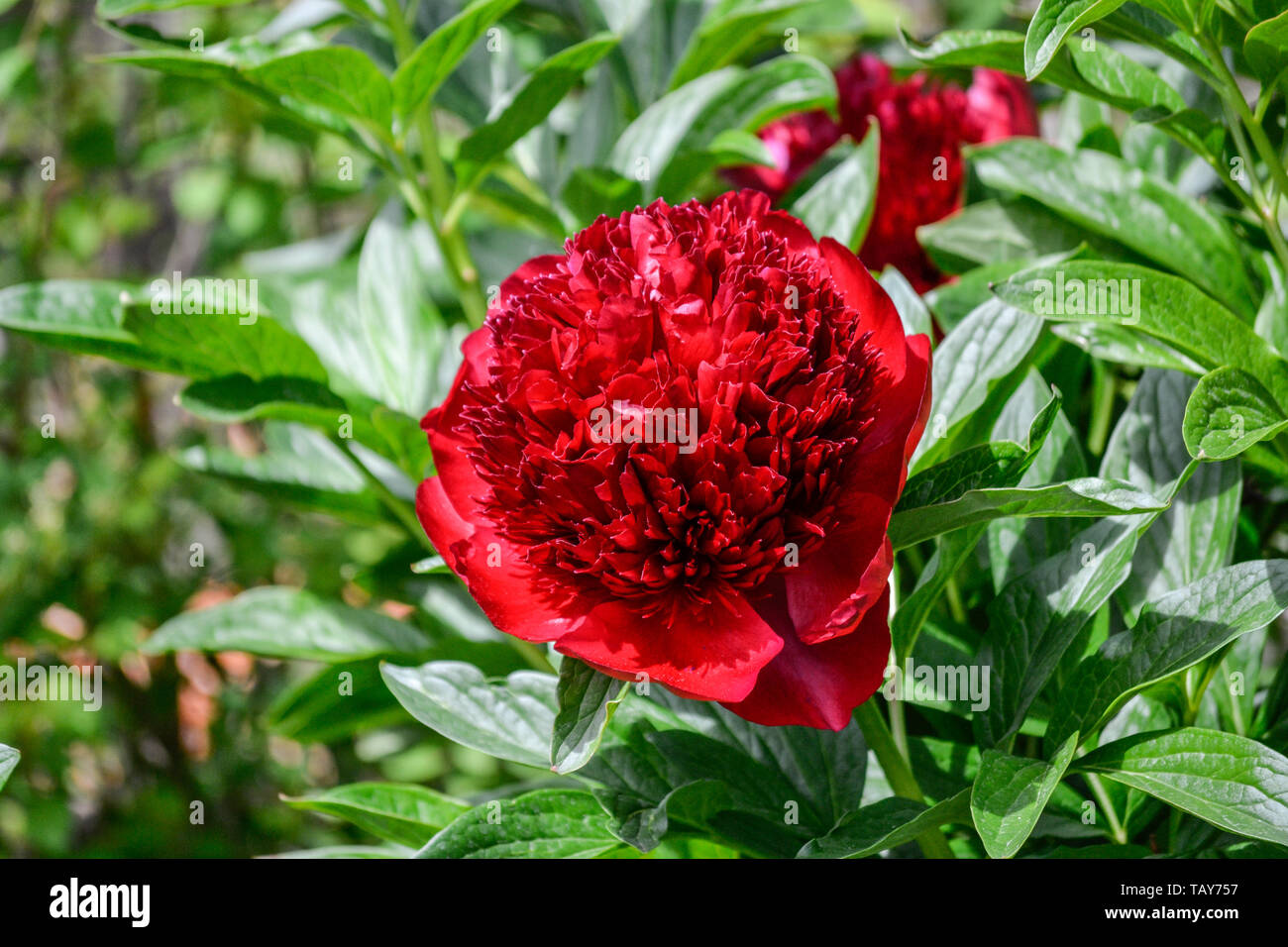 Big red flower hi-res stock photography and images - Alamy