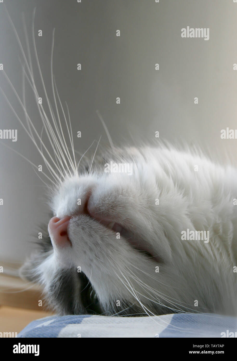 close up cat's face Stock Photo - Alamy