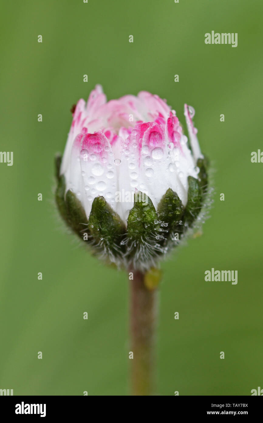 Open daisy hi-res stock photography and images - Alamy