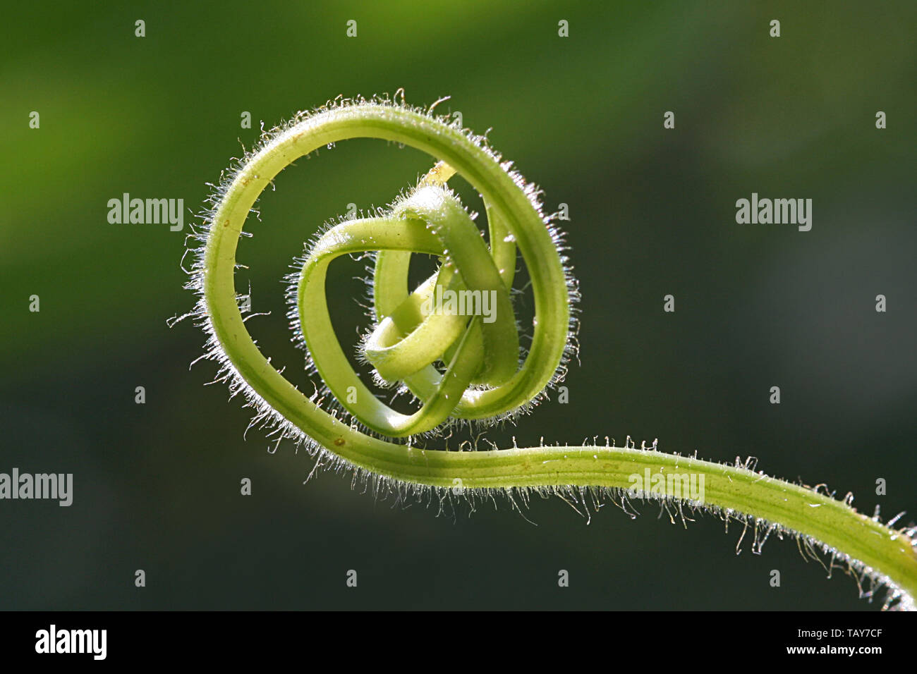 tendril from a pumpkin plant Stock Photo - Alamy
