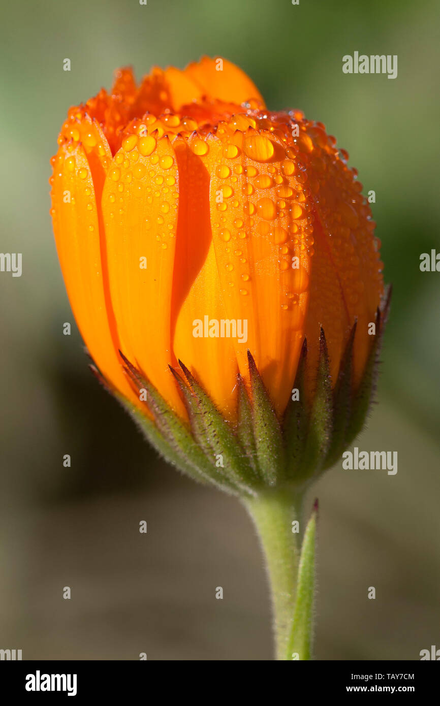 Marigold flower starting to bloom Stock Photo - Alamy