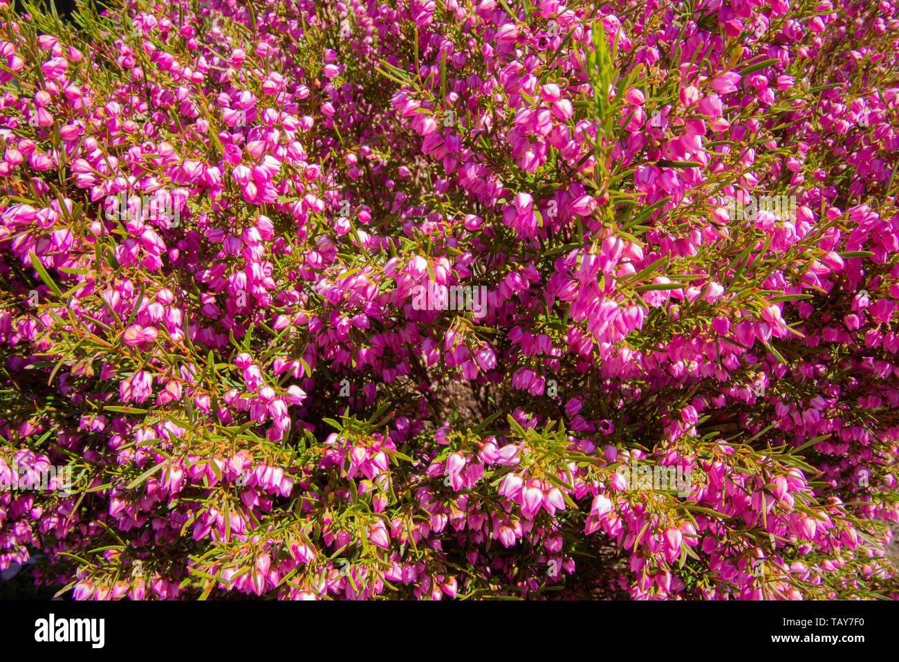 Tiny pink flowers in spring Stock Photo - Alamy
