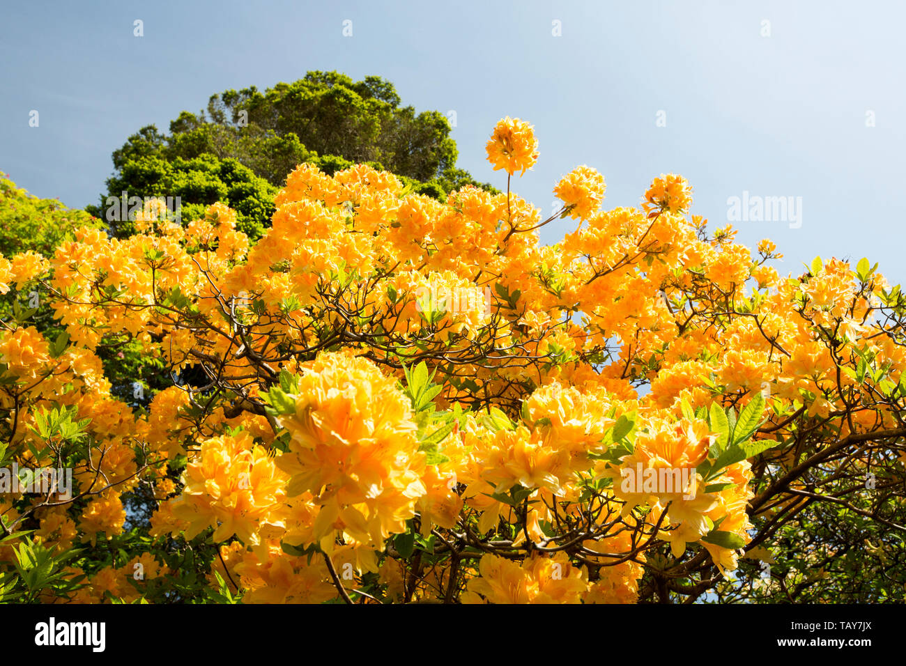 Azaleas in Holehird Gardens, Windermere, Lake District, UK Stock Photo ...