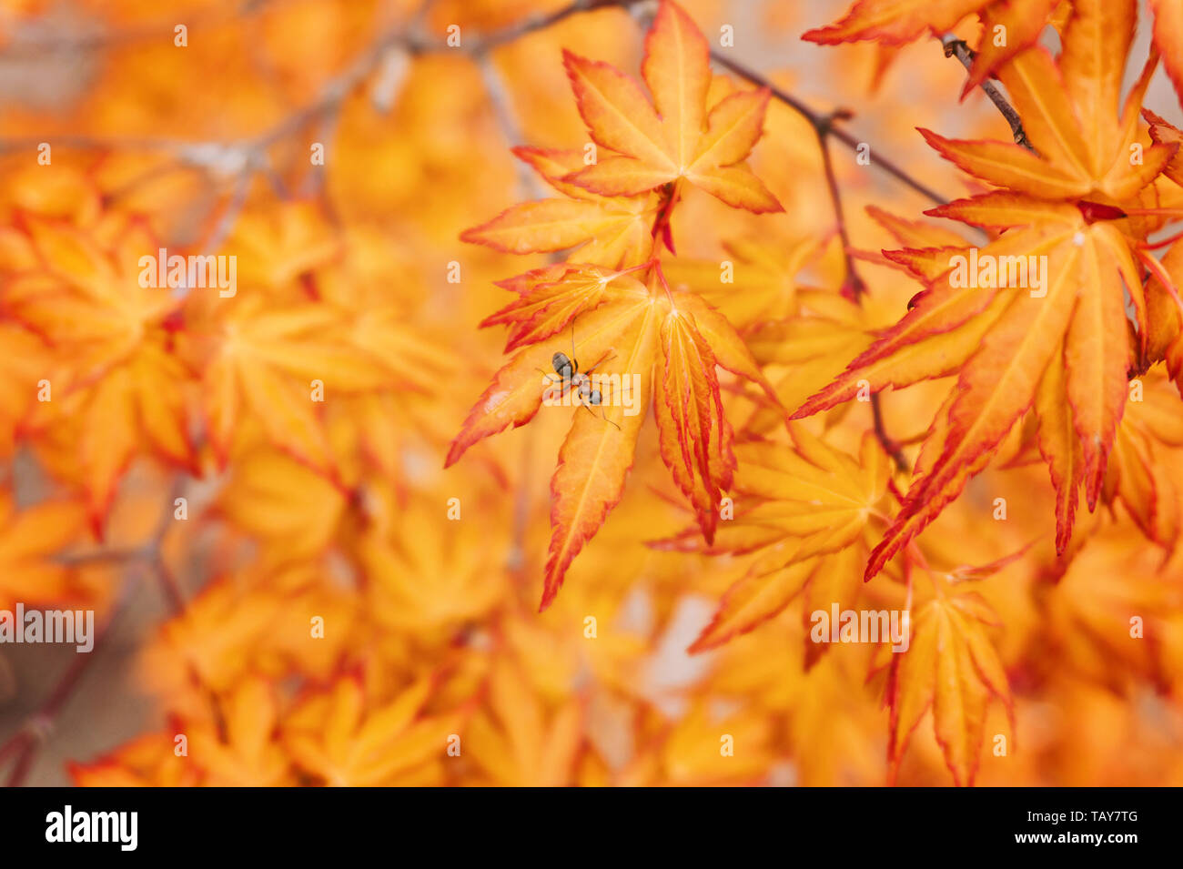 Ant on branch with bright orange autumn leaves. Autumn concept. Season ...