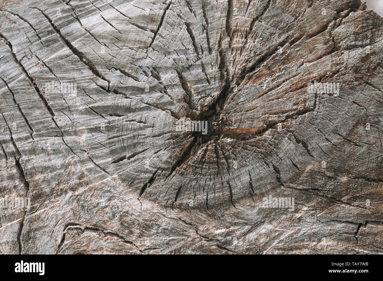 Wooden natural texture of cutted tree. Close up. Background Stock Photo ...