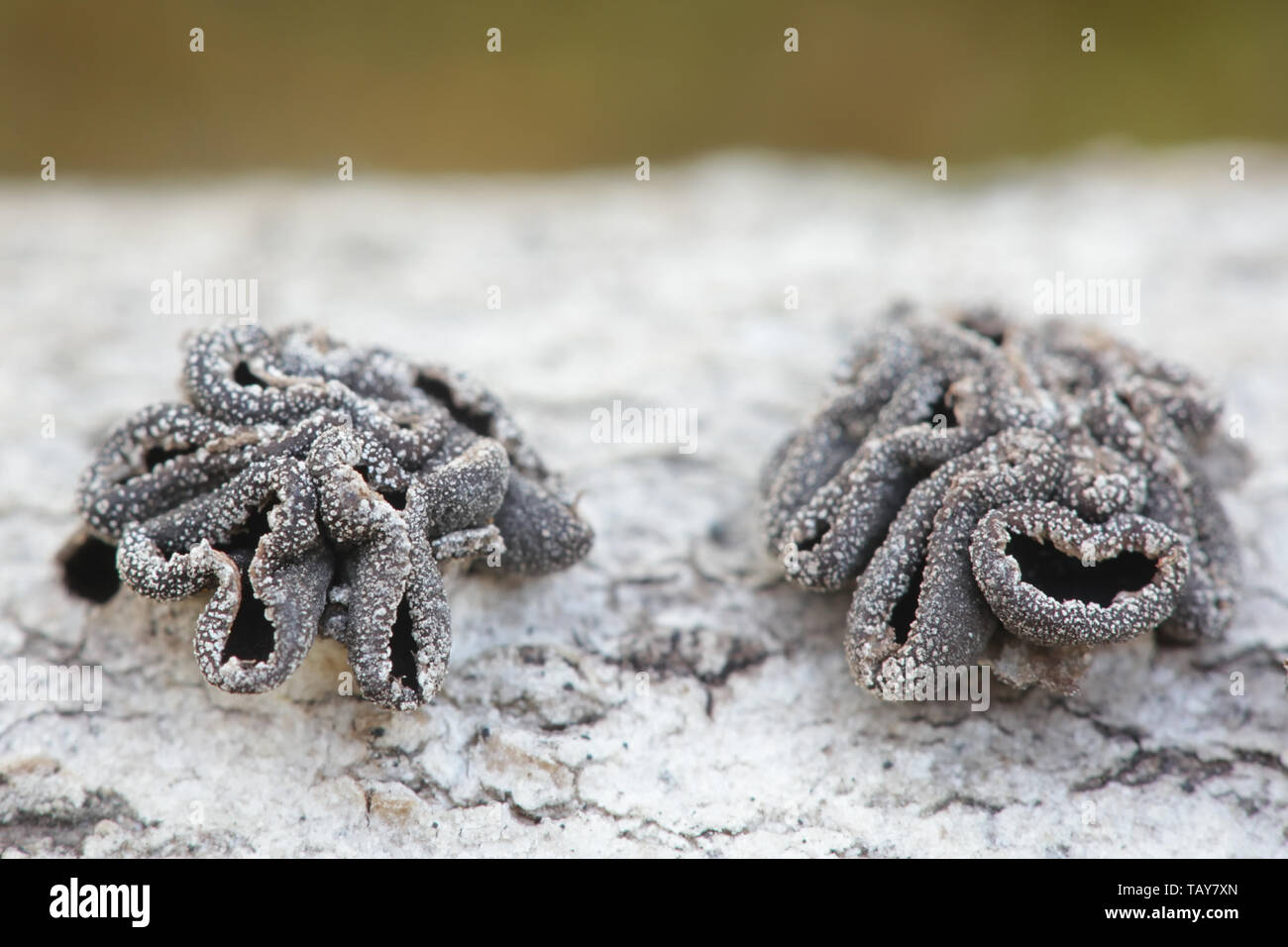 Cup shaped mushroom hi-res stock photography and images - Alamy