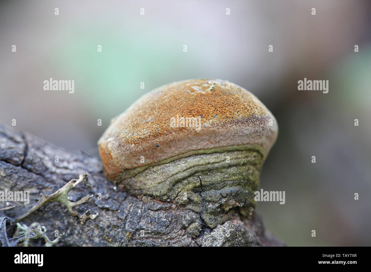 Aspen bracket fungus hi-res stock photography and images - Alamy