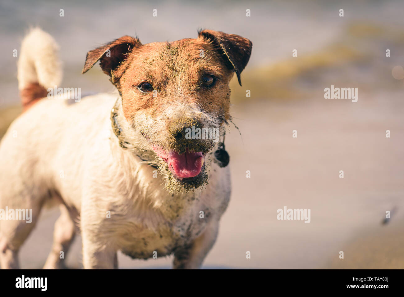 Ridiculous face of dog after digging sand at sea beach Stock Photo - Alamy