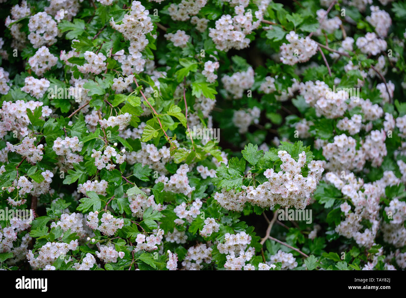 Flowering hawthorn tree hi-res stock photography and images - Alamy