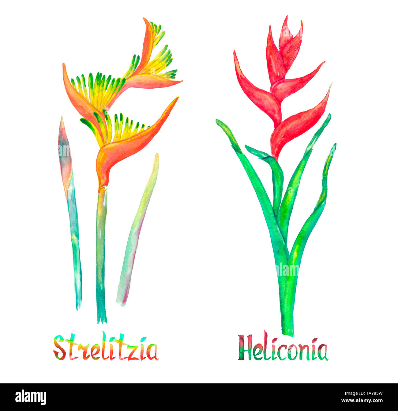 Strelitzia (bird of paradise, crane lily) and Heliconia caribaea, red ...
