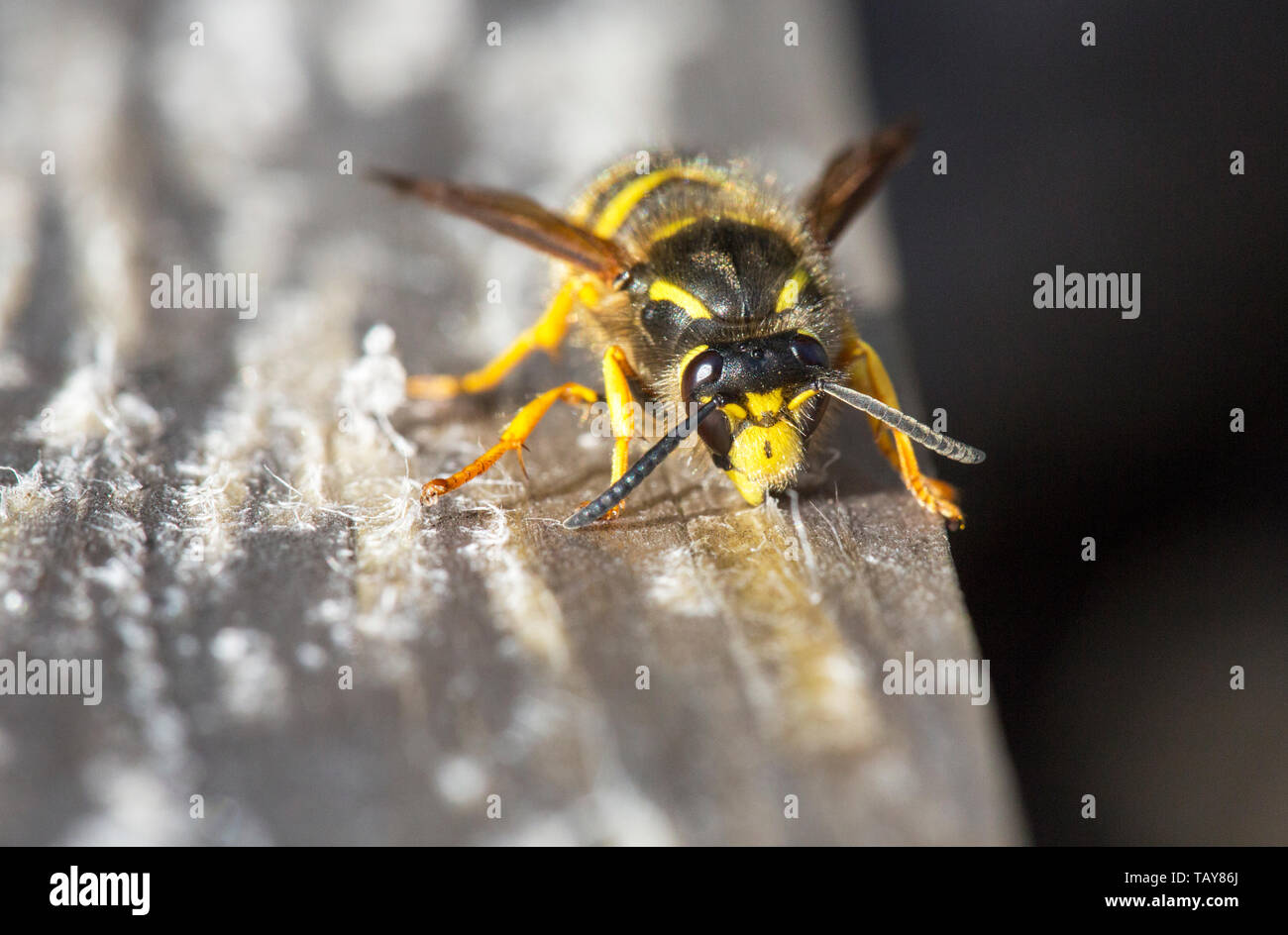 A wasp chewing wood to make into paper for its nest, Ambleside, Cumbria ...