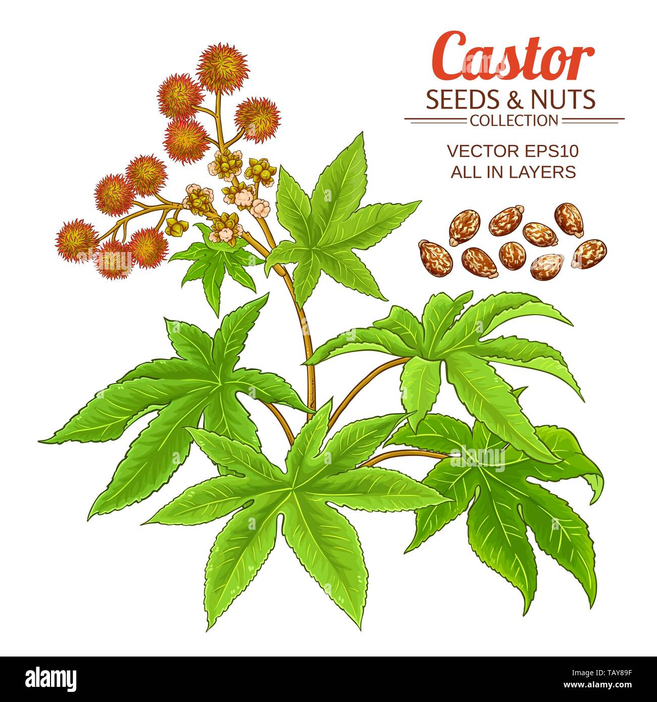 Common bean plant Stock Vector Images - Alamy