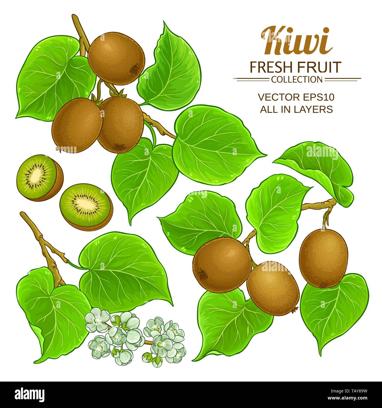 kiwi vector set on white background Stock Vector Image & Art - Alamy