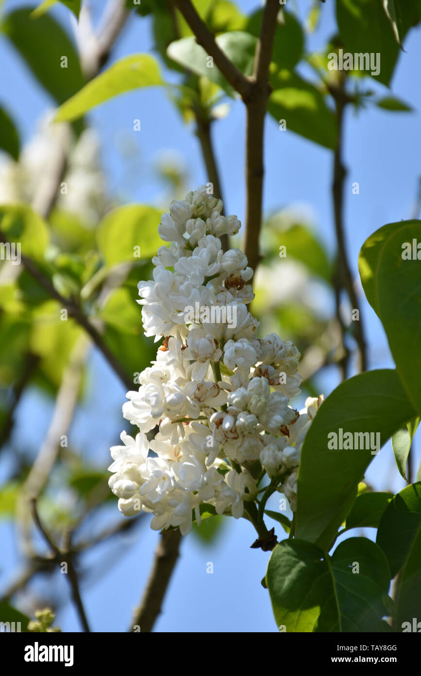 Spring day with a white lilac bush blooming and flowering Stock Photo ...