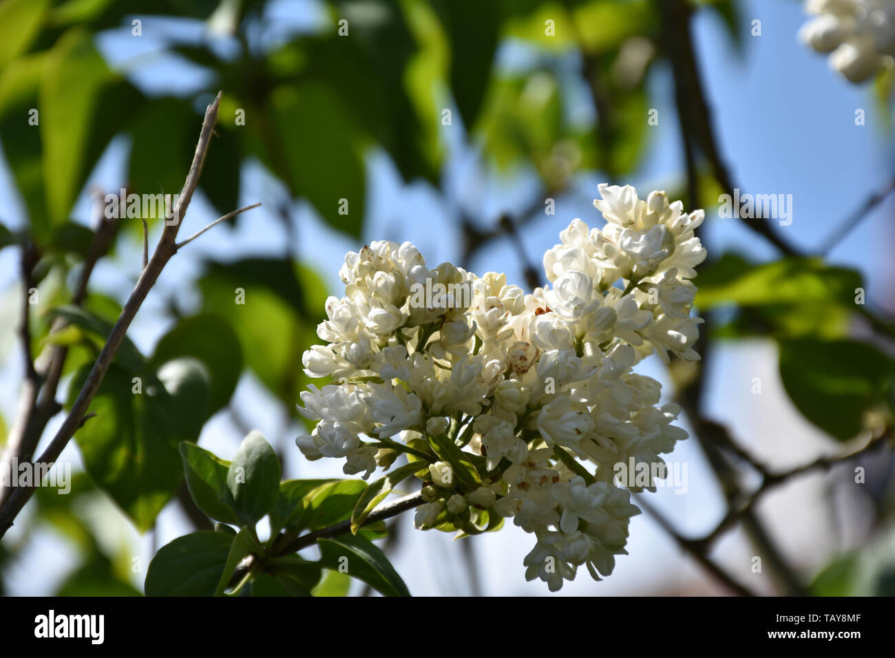 Pretty white lilac bush blooming and flowering on a spring day Stock ...