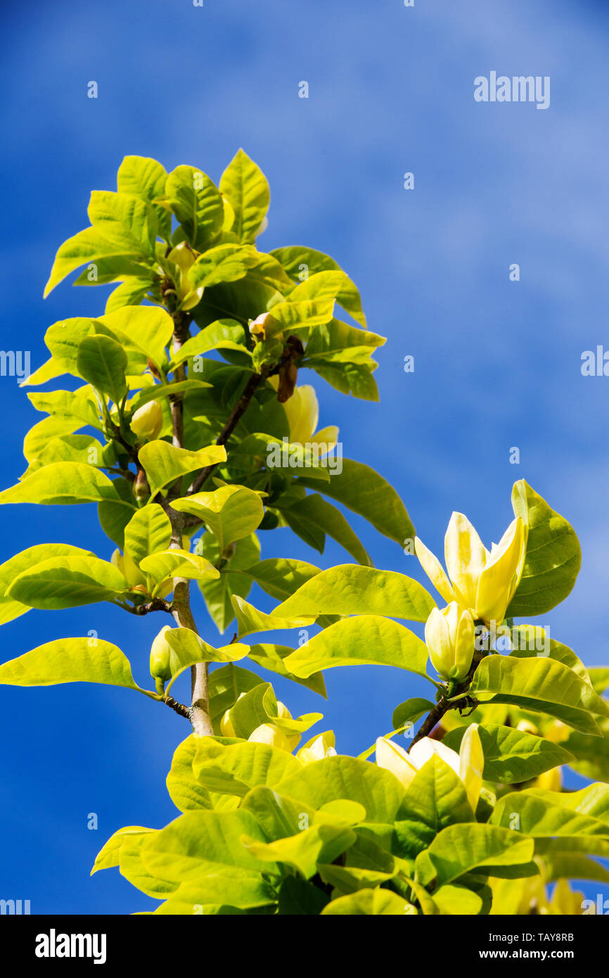 Yellow magnolia hi-res stock photography and images - Alamy