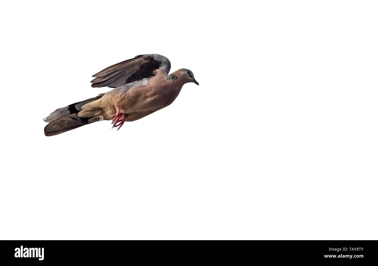 Closeup Spotted Dove Jumping in The Air Isolated on White Background ...