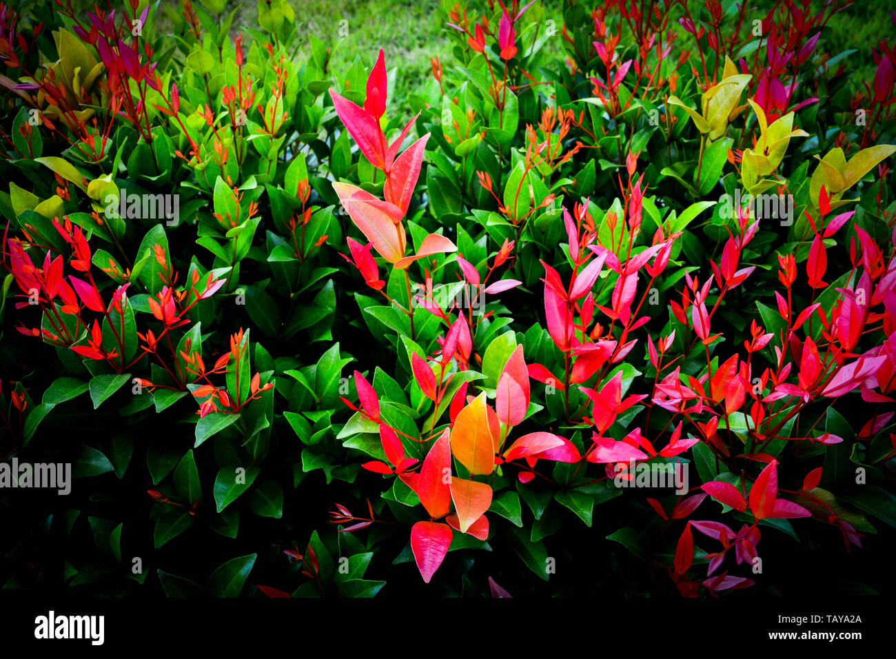 Beautiful red leaf of Syzygium australe plant or Christina tree in the ...