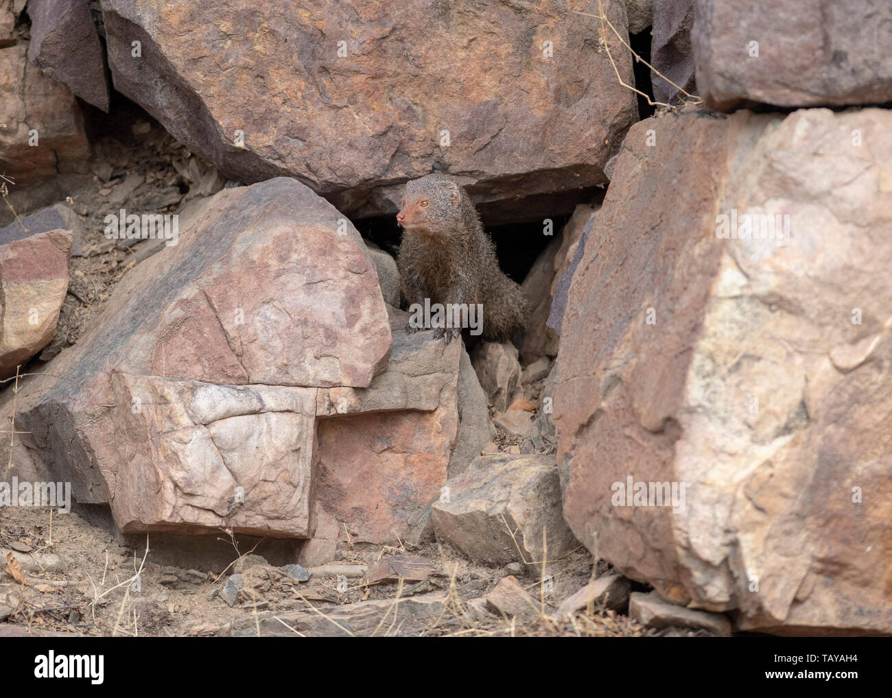 Mongoose Images High Resolution Stock Photography and Images - Alamy