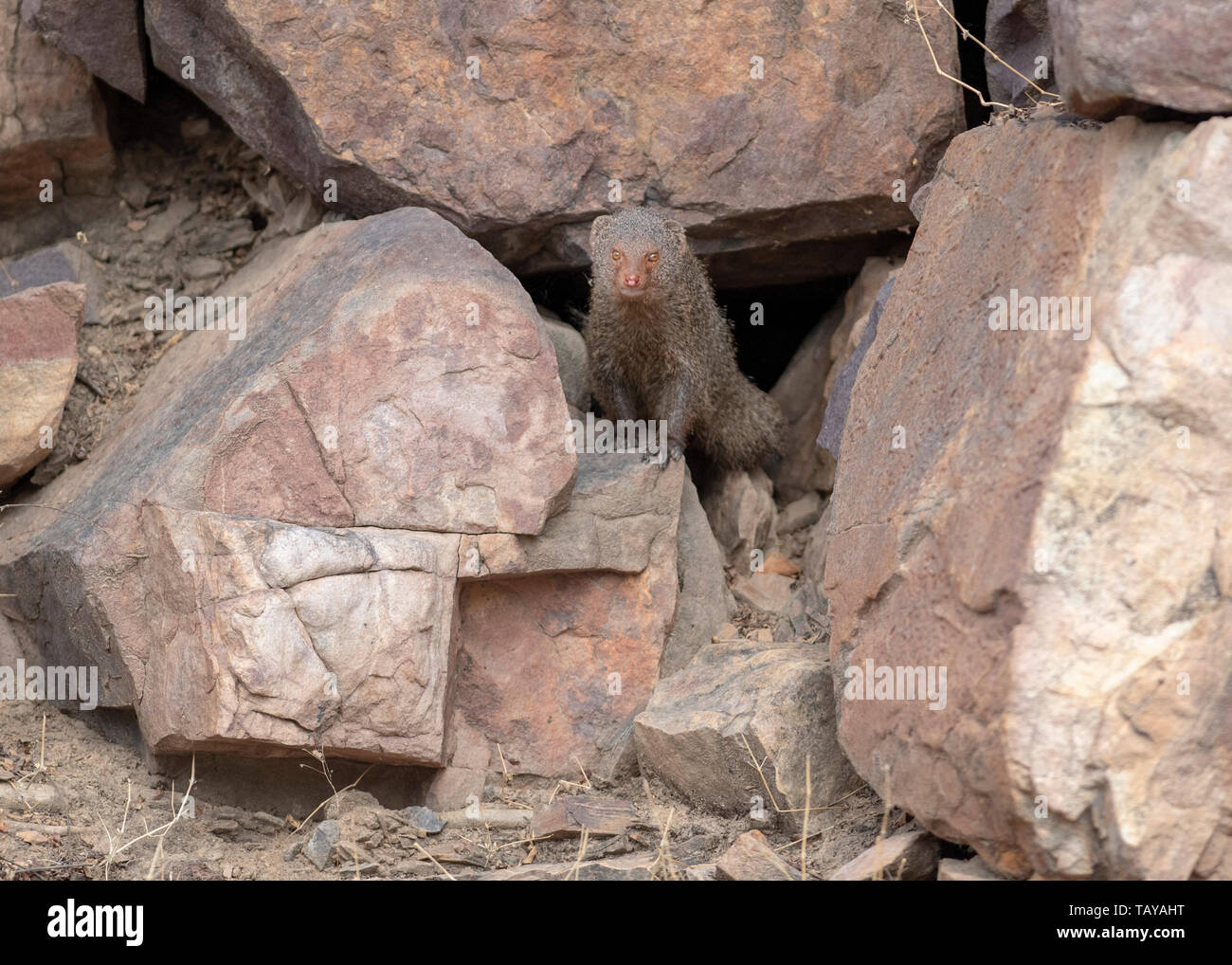 Mongoose cobra hi-res stock photography and images - Alamy