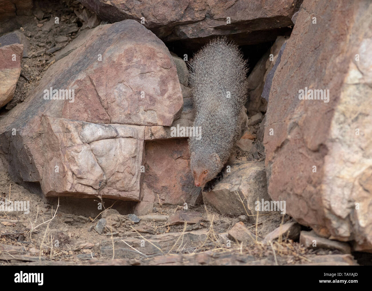 Mongoose images hi-res stock photography and images - Alamy
