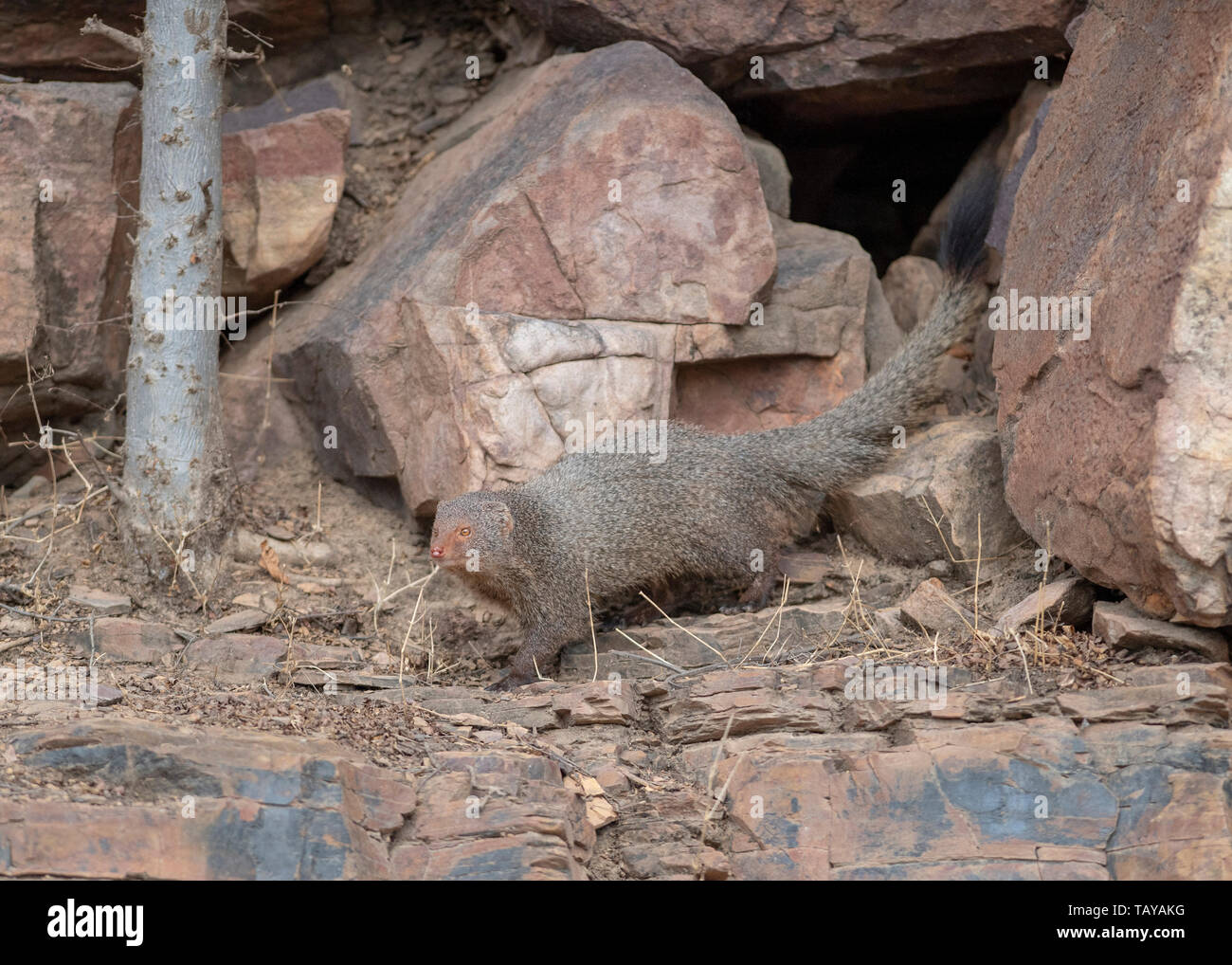 Indian cobra, rocks hi-res stock photography and images - Alamy