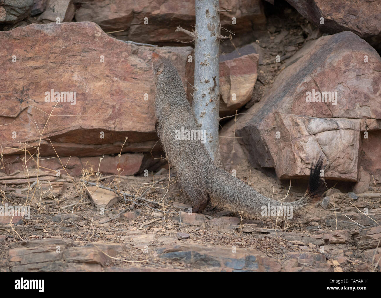 Mongoose cobra hi-res stock photography and images - Alamy