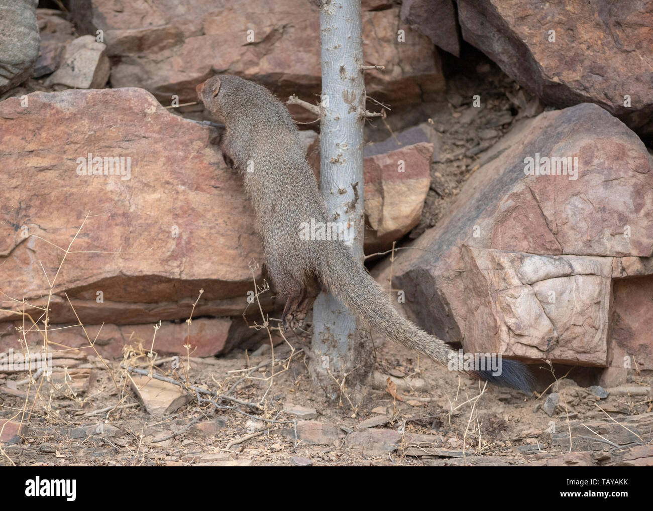 Indian cobra, rocks hi-res stock photography and images - Alamy