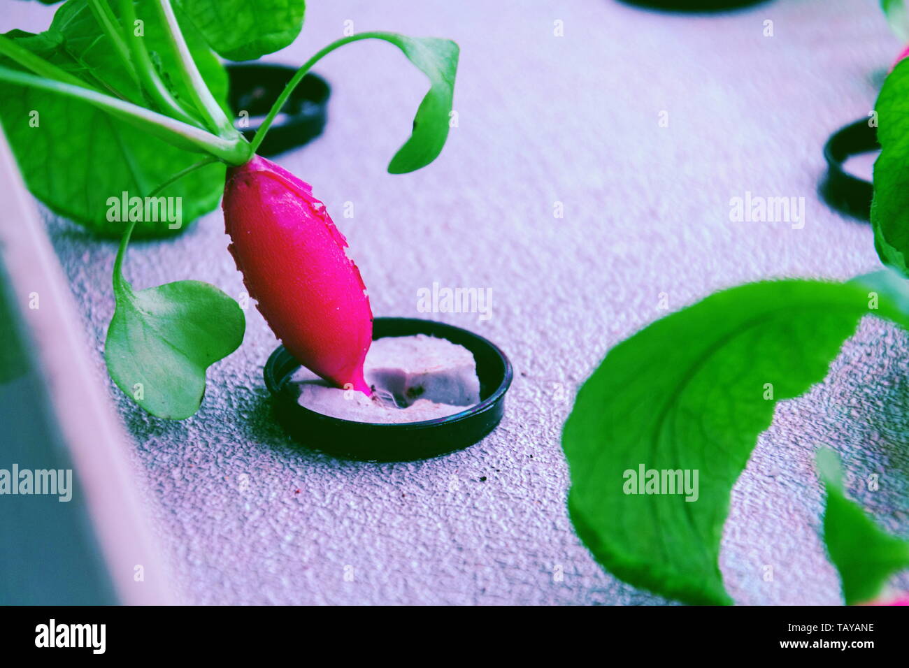 Radish plants grown in aquaponics system combining fish aquaculture ...