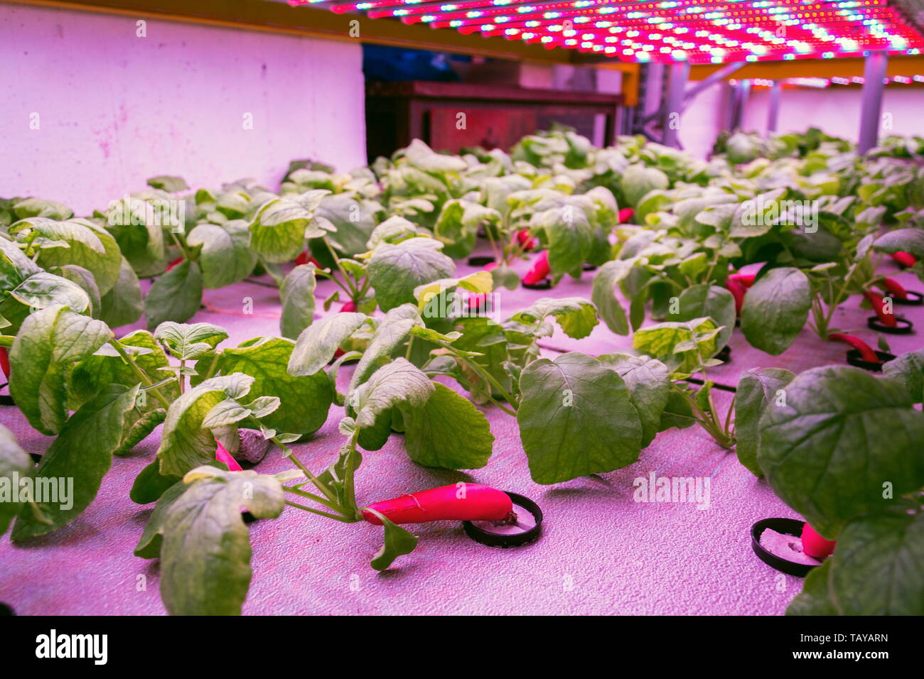 Radish plants grown in aquaponics system combining fish aquaculture ...