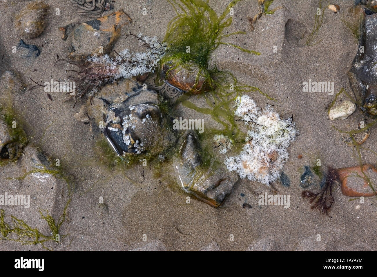 Rock pools animals hi-res stock photography and images - Alamy