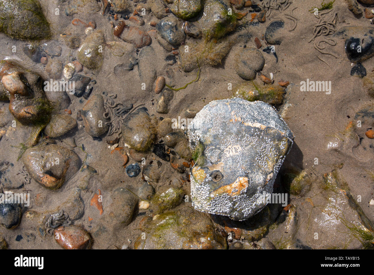 Looking down at rock pools in Worthing, West Sussex Stock Photo - Alamy