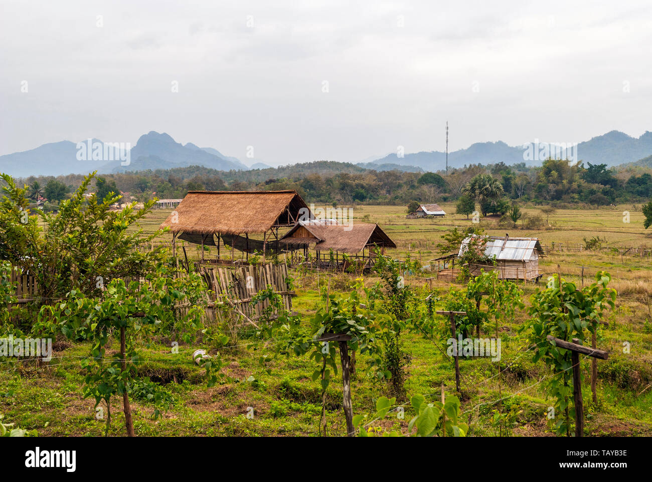 Basic huts and fields in Laotian countryside Stock Photo - Alamy