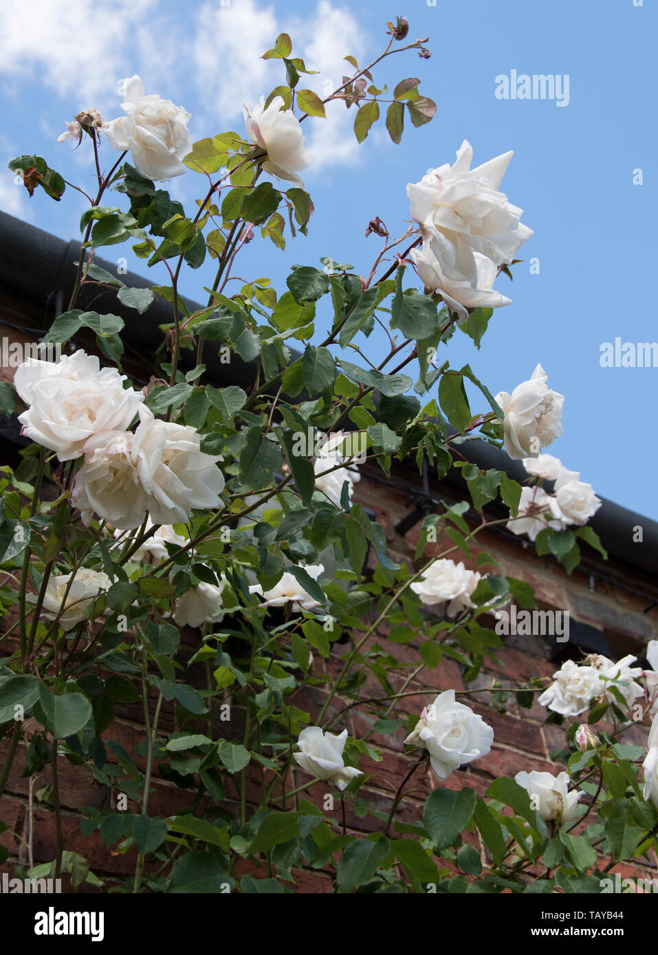 Rosa 'Iceberg' Very floriferous throughout the season, it produces ...